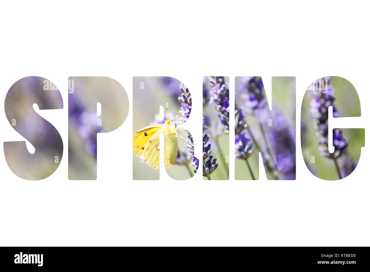 Word SPRING over lavender plant Stock Photo - Alamy