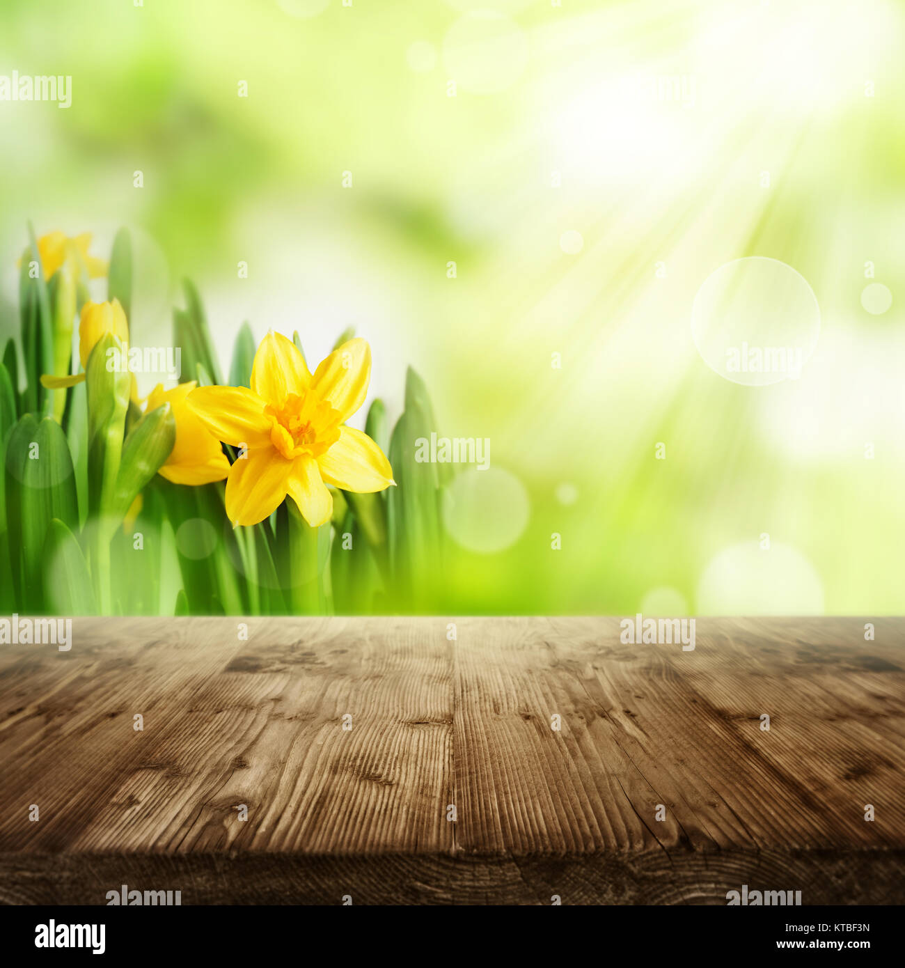 Bright green spring background with daffodils in front of an empty ...
