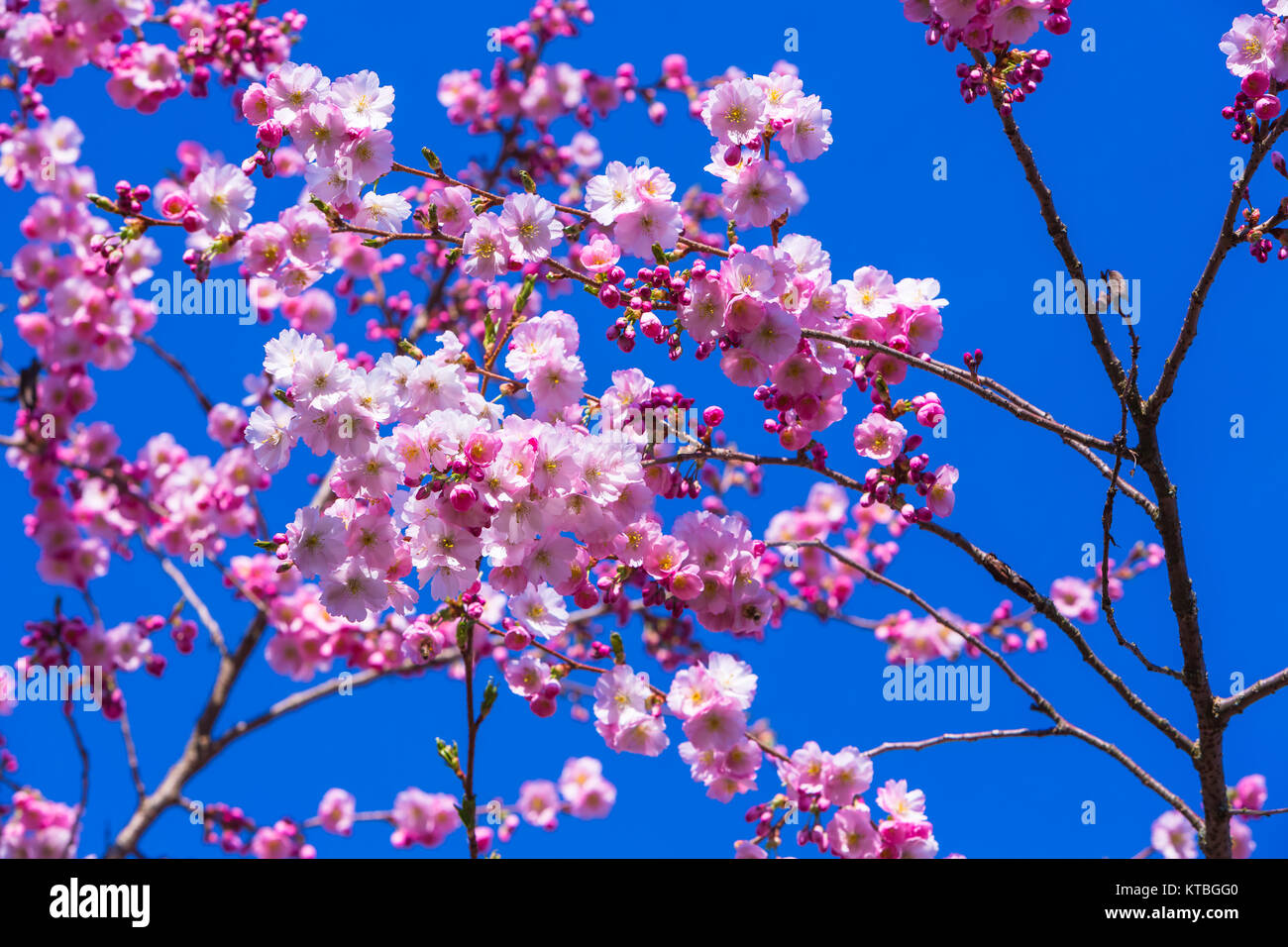 ornamental cherry blossom Stock Photo - Alamy