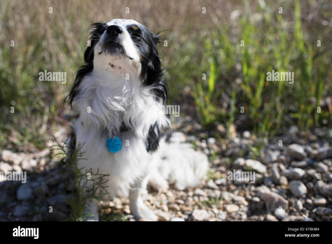Cute Dog Enjoying the Sun Stock Photo - Alamy