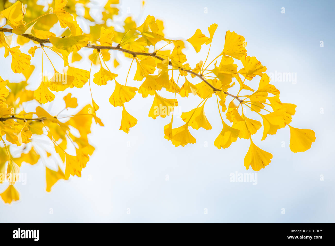 Ginkgo trees Autumn Stock Photo - Alamy