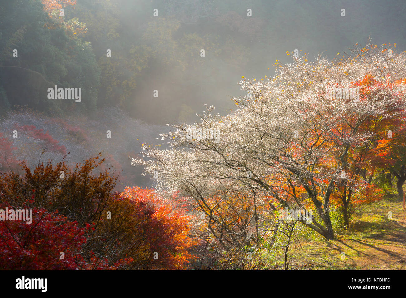 Nagoya, Obara Sakura in autumn Stock Photo - Alamy