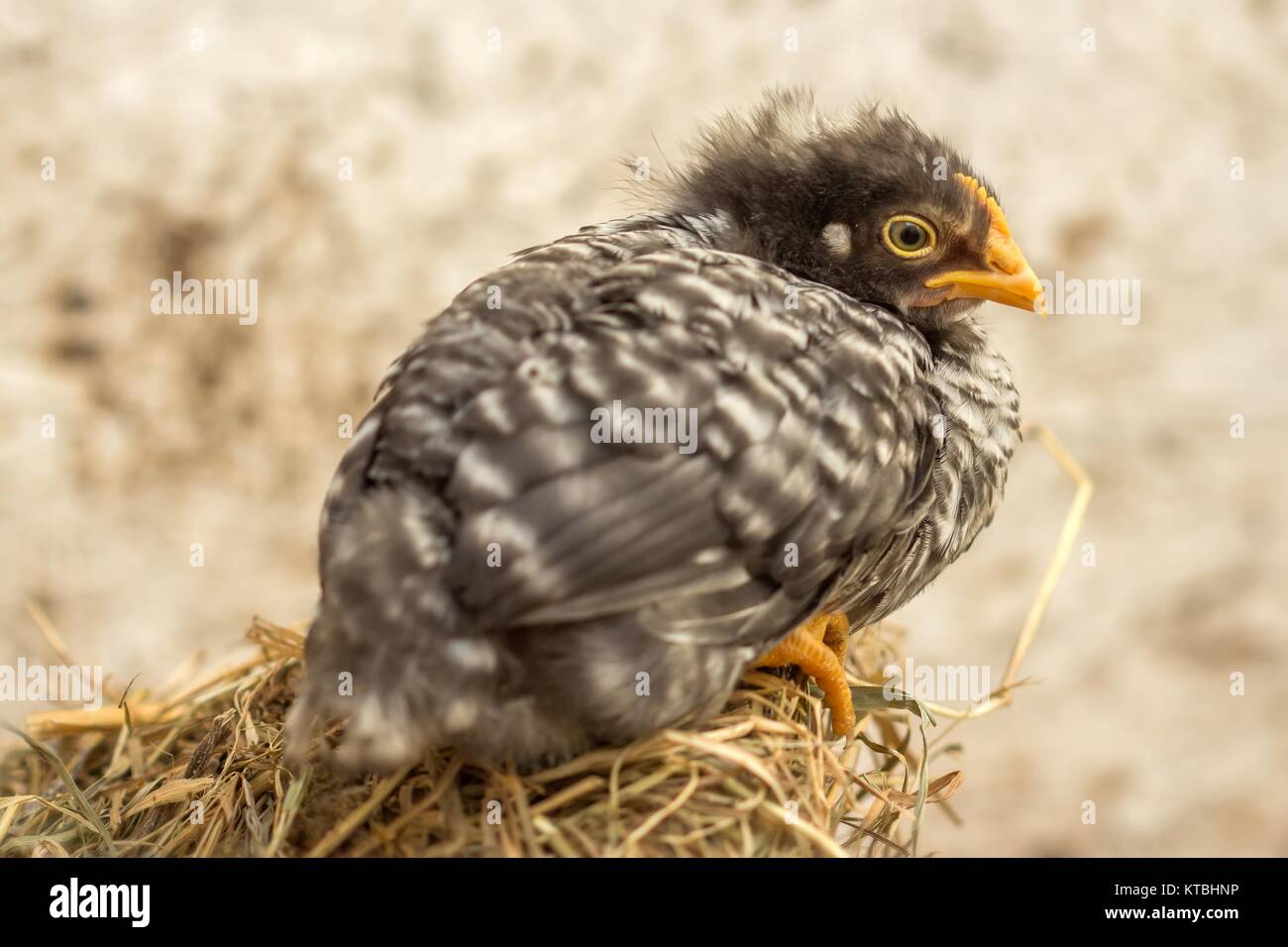 black and white spotted chicken chick / black and white spotted chick ...