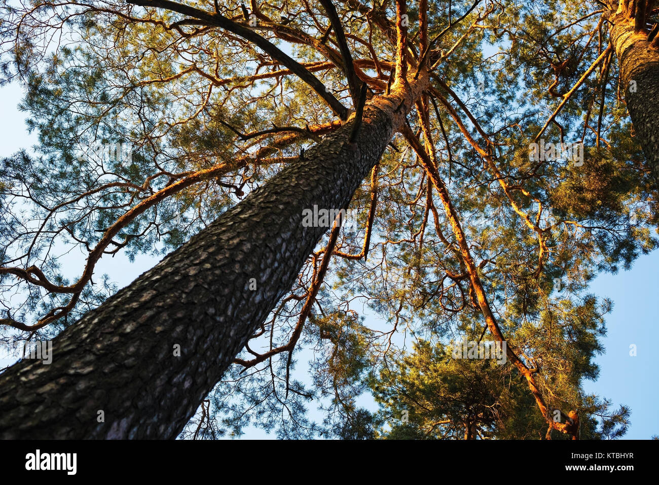 High pine tree Stock Photo - Alamy