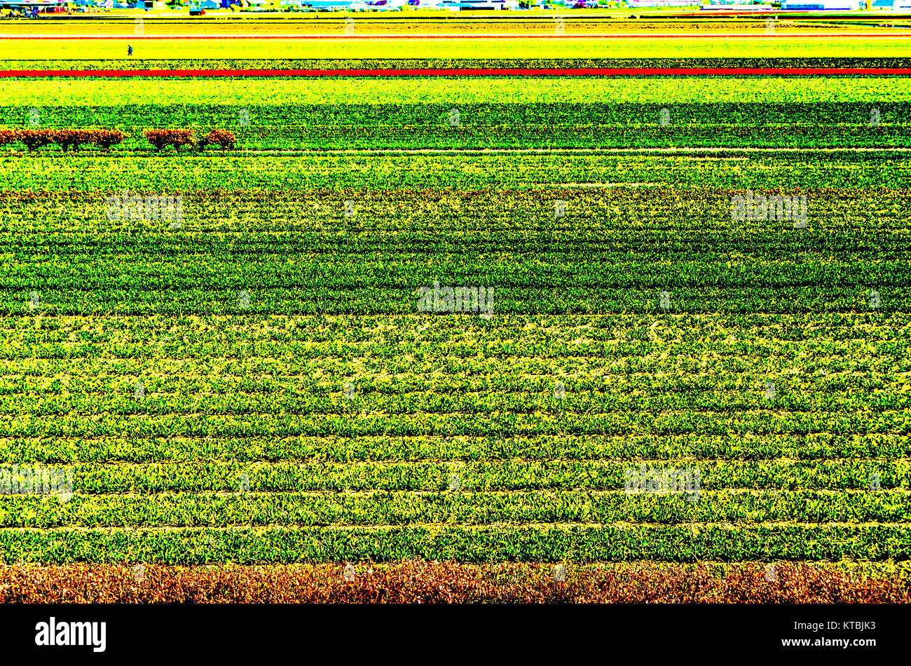 Dutch field in springtime, colorful background Stock Photo - Alamy