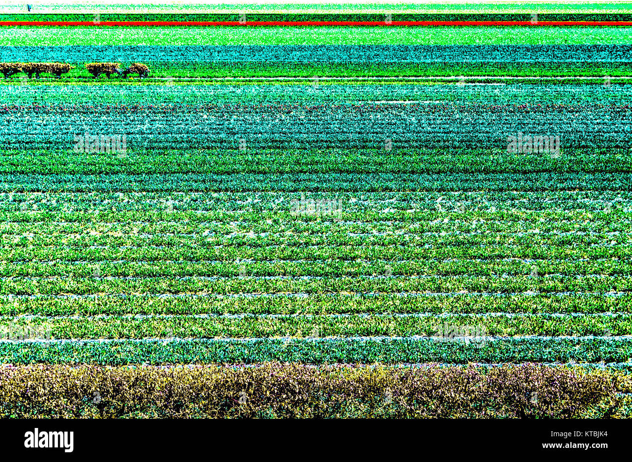 Dutch field in springtime, colorful background Stock Photo - Alamy