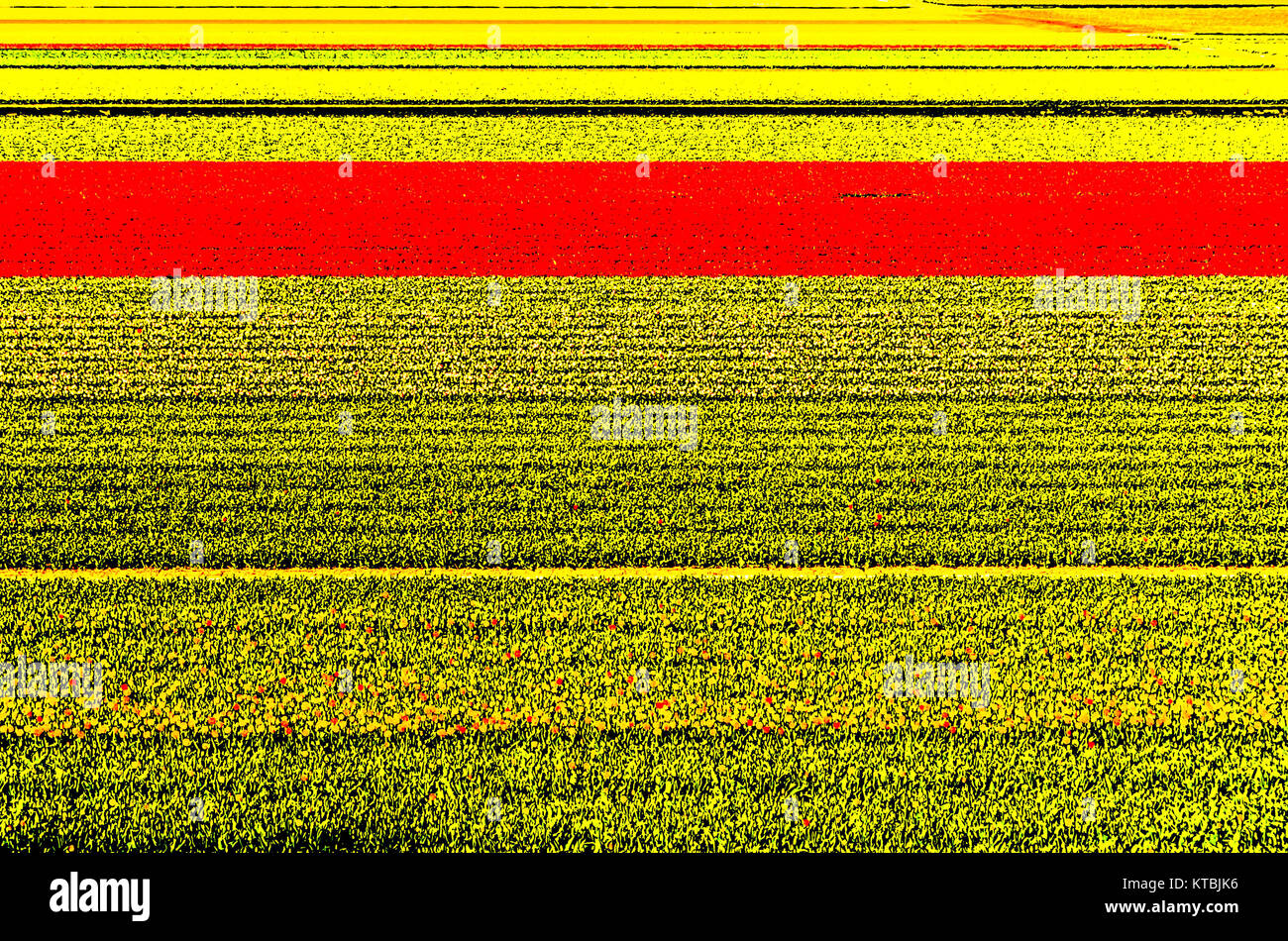 Dutch field in springtime, colorful background Stock Photo - Alamy