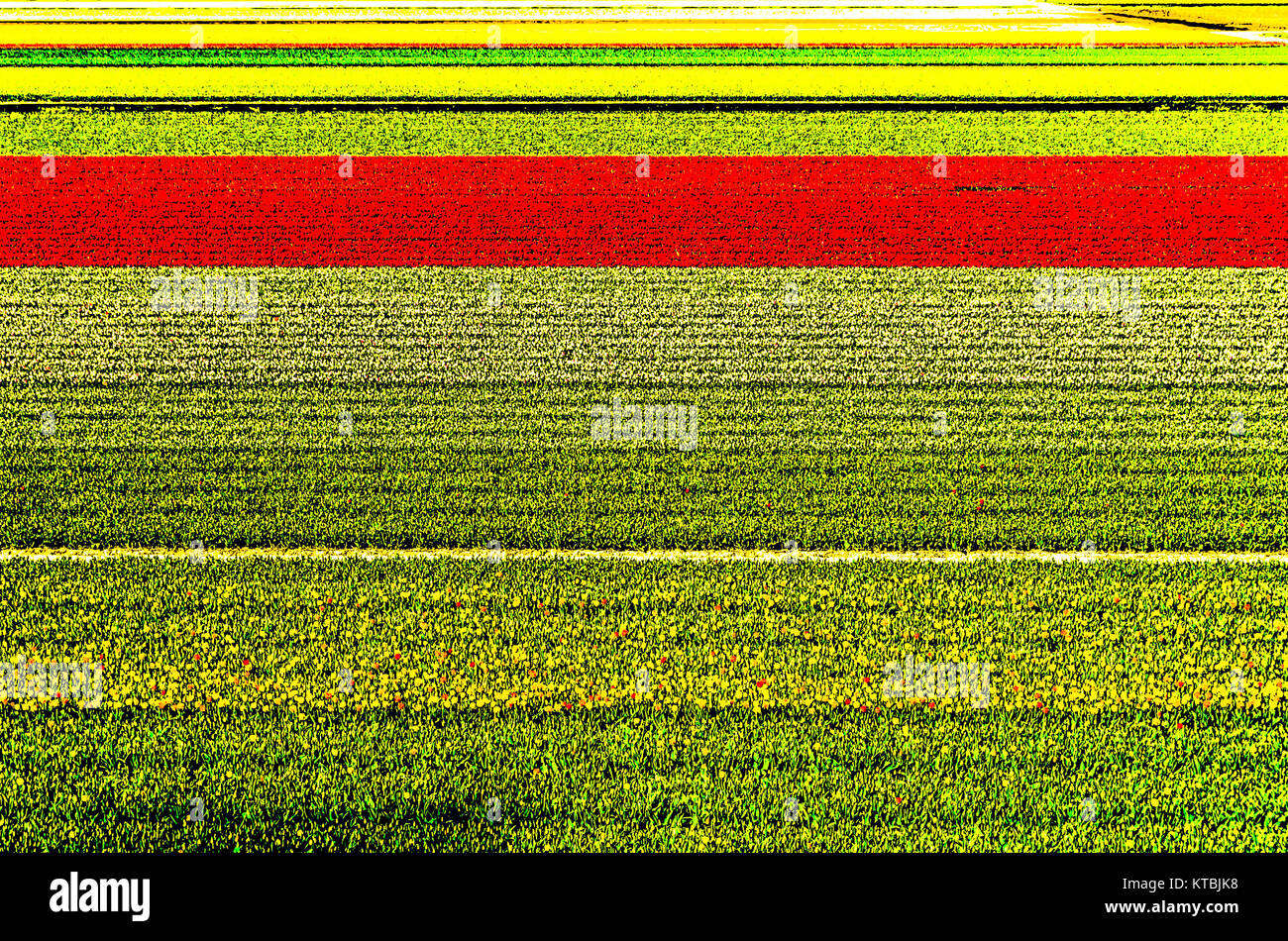 Dutch field in springtime, colorful background Stock Photo - Alamy