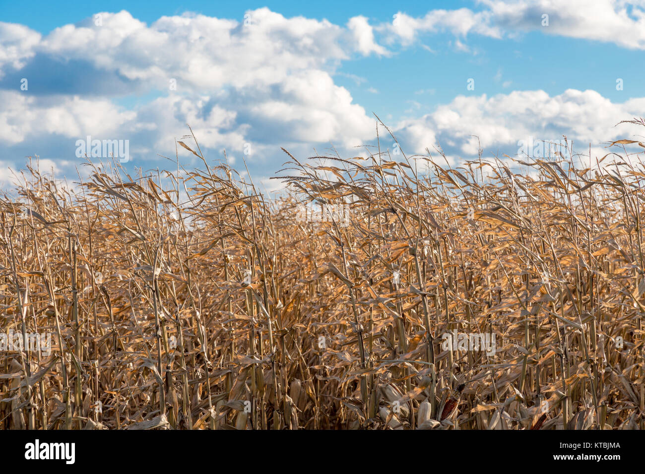 Tall corn plants hi-res stock photography and images - Alamy