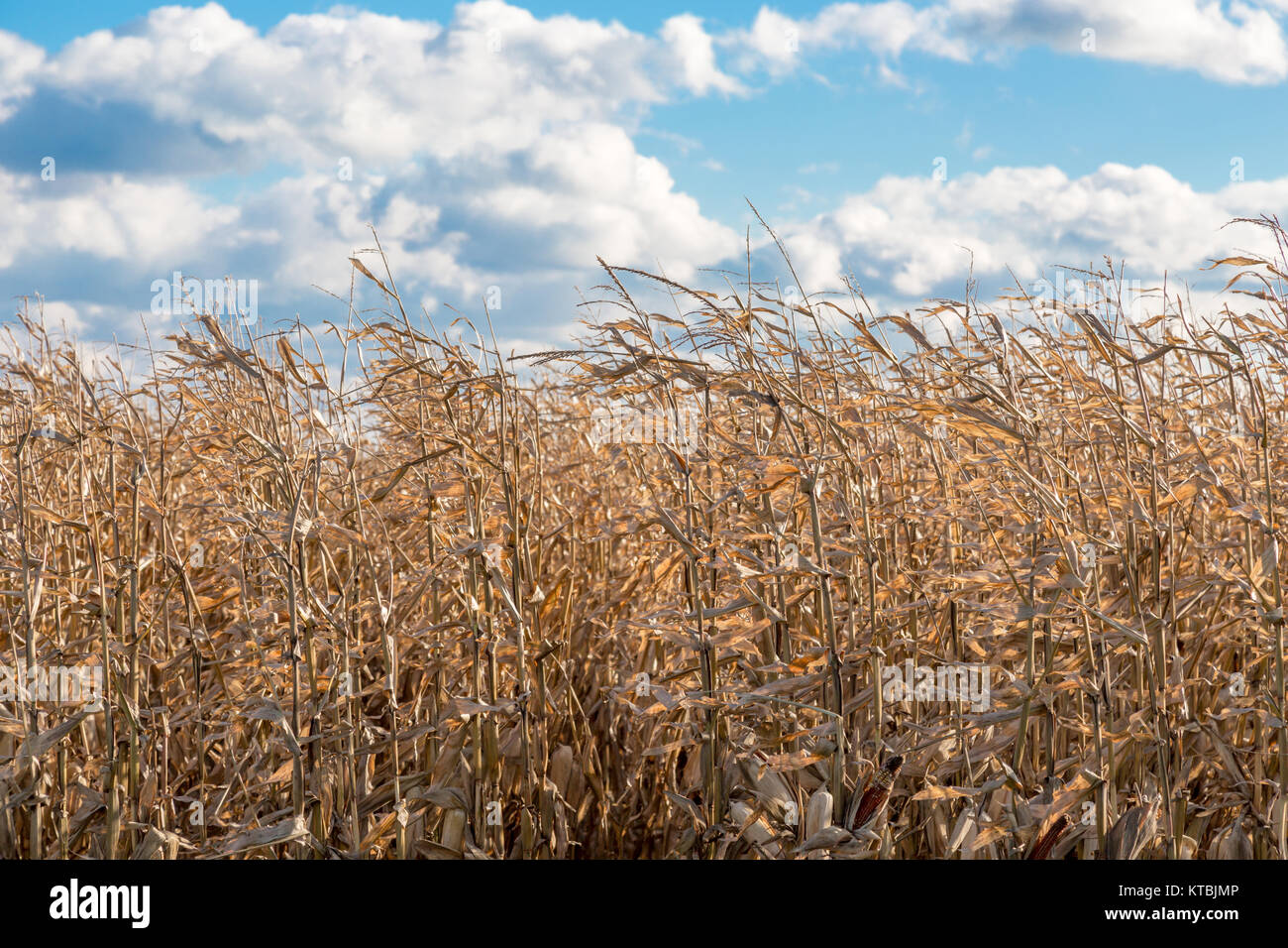 Corn field usa hi-res stock photography and images - Alamy