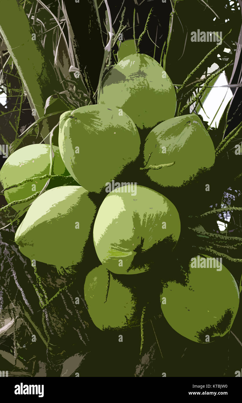 coconut grove green coconut illustration Stock Photo - Alamy