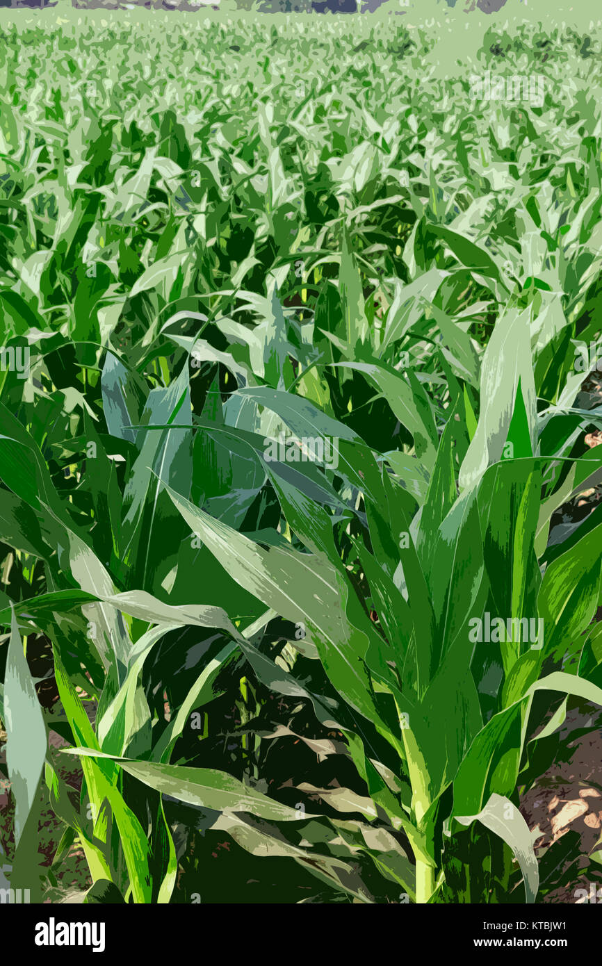 cornfield farm agriculture corn illustration Stock Photo - Alamy
