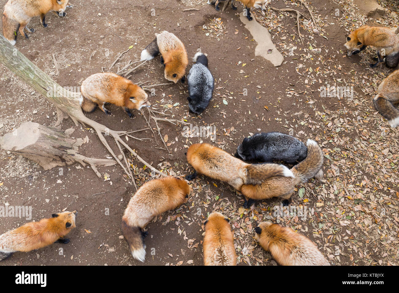 Group of Fox eating food together Stock Photo - Alamy