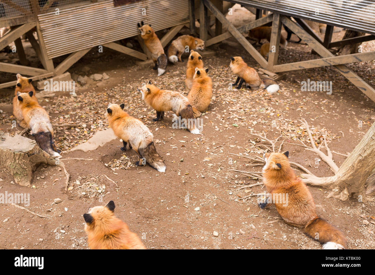 Group of fox waiting for food Stock Photo - Alamy
