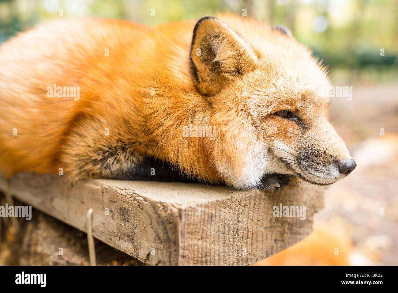 Red fox cute photo and image hi-res stock photography and images - Alamy