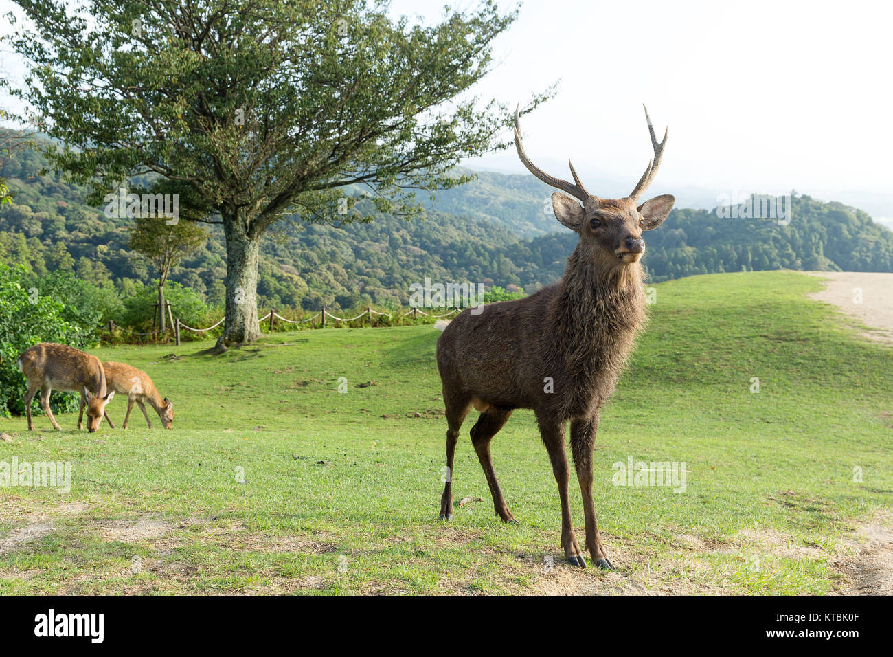 Wild stag deer Stock Photo - Alamy