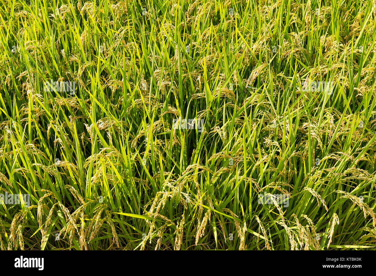 Paddy green Rice field Stock Photo - Alamy