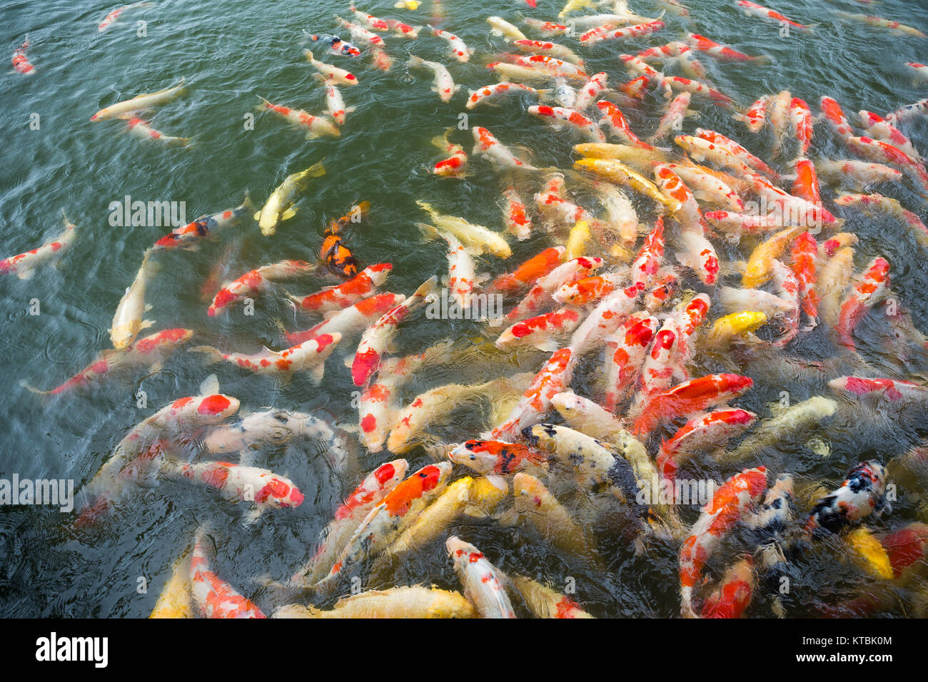 Koi pond garden great hi-res stock photography and images - Alamy