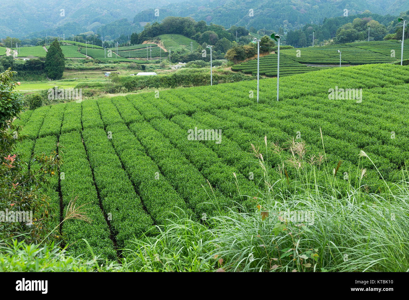 Cameron plant in field Stock Photo - Alamy