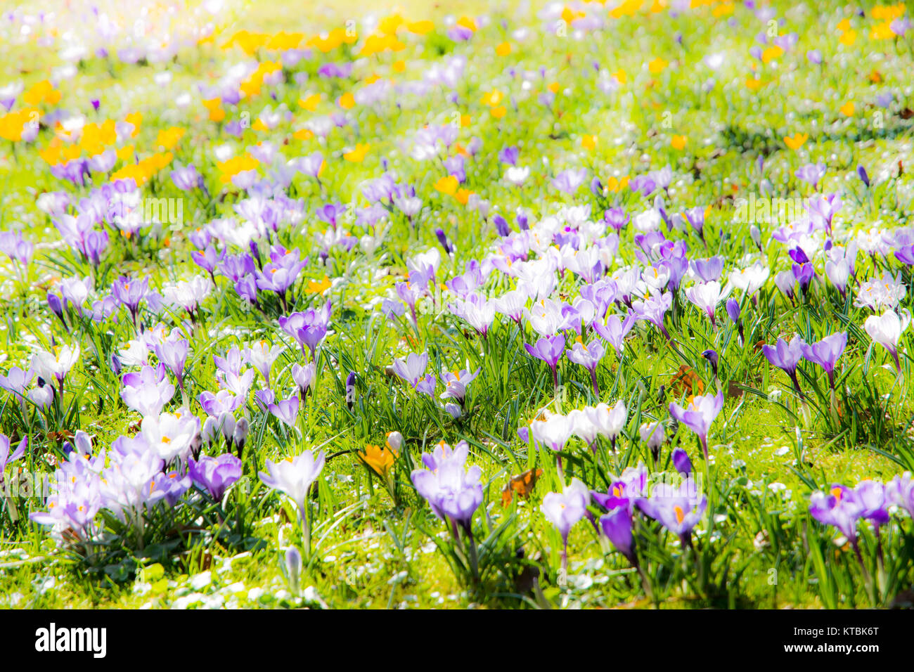 Spring background with various crocus flowers Stock Photo - Alamy