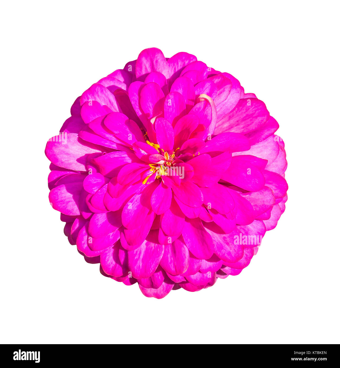 Pink flower isolated Stock Photo - Alamy