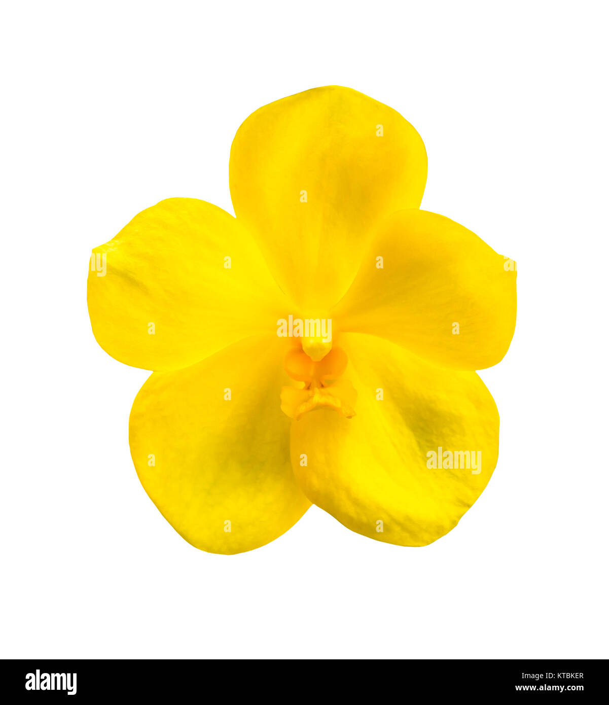 Single yellow orchid flower isolated Stock Photo - Alamy