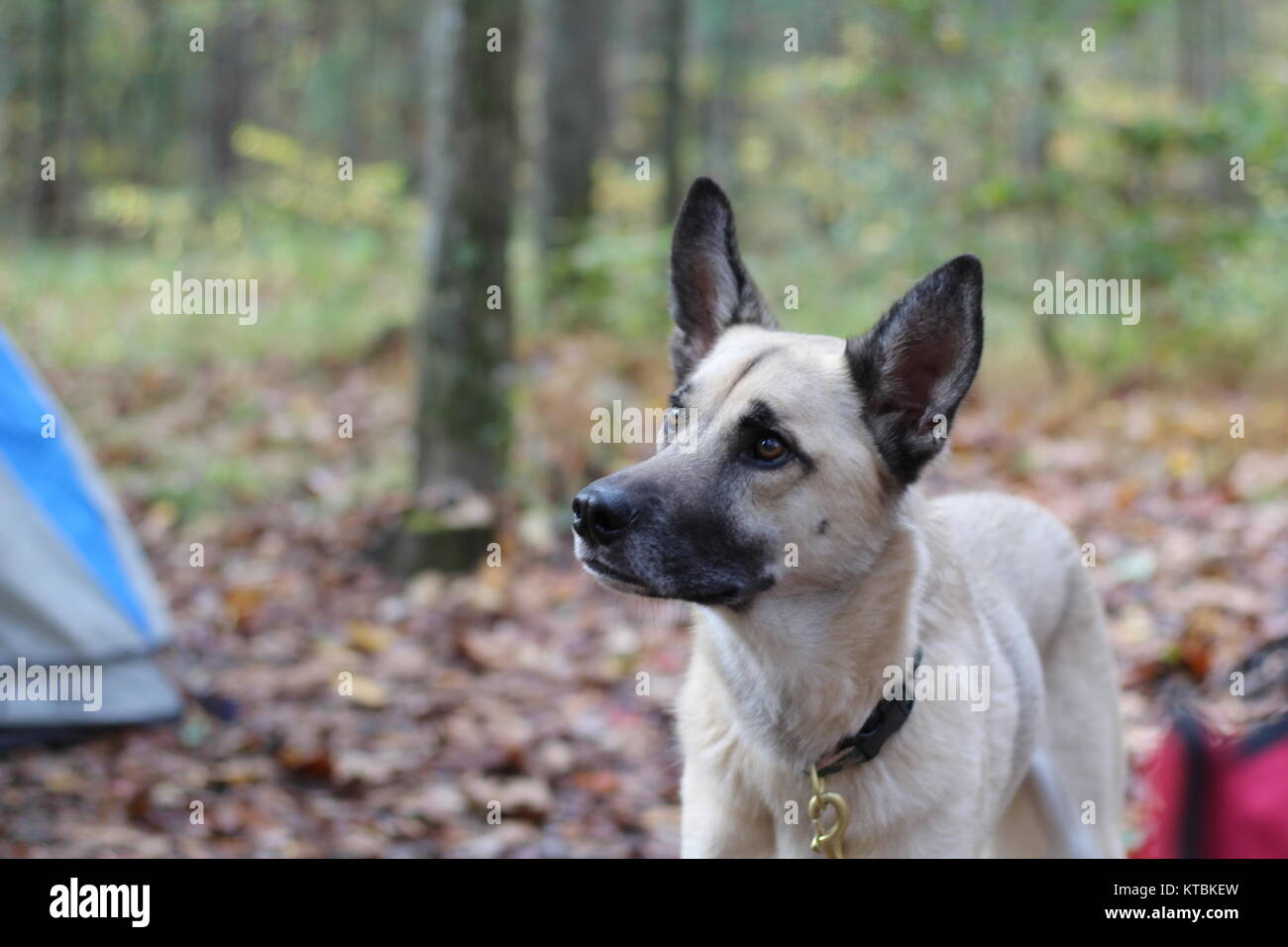 German shepherd in a Virginia forest Stock Photo - Alamy