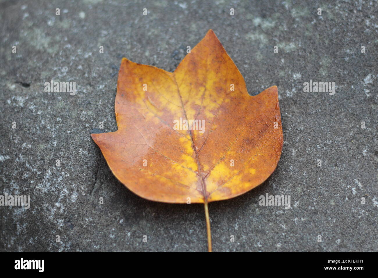 Fall leaves changing colors close up Stock Photo - Alamy