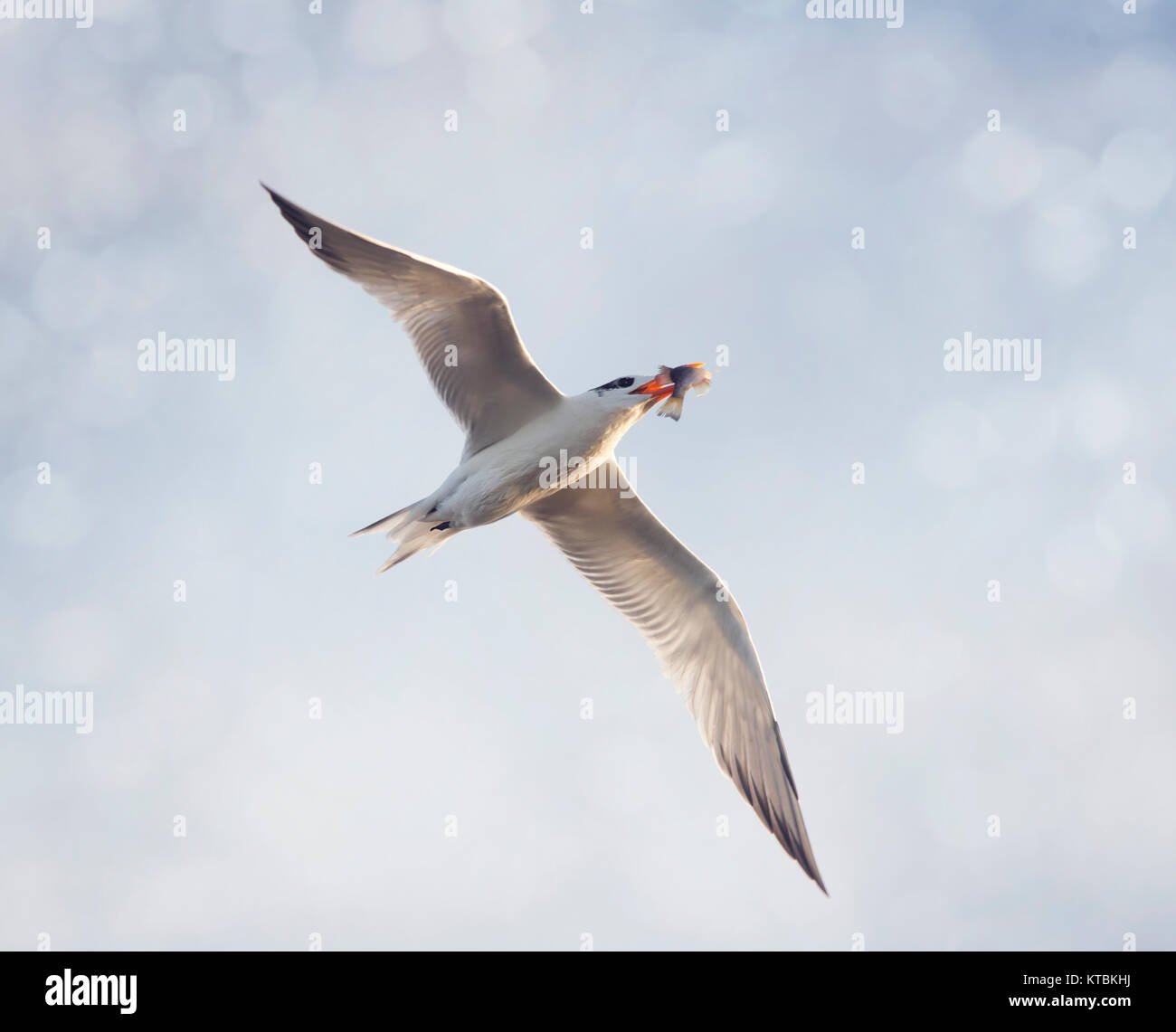 Caspian white fish hi-res stock photography and images - Alamy