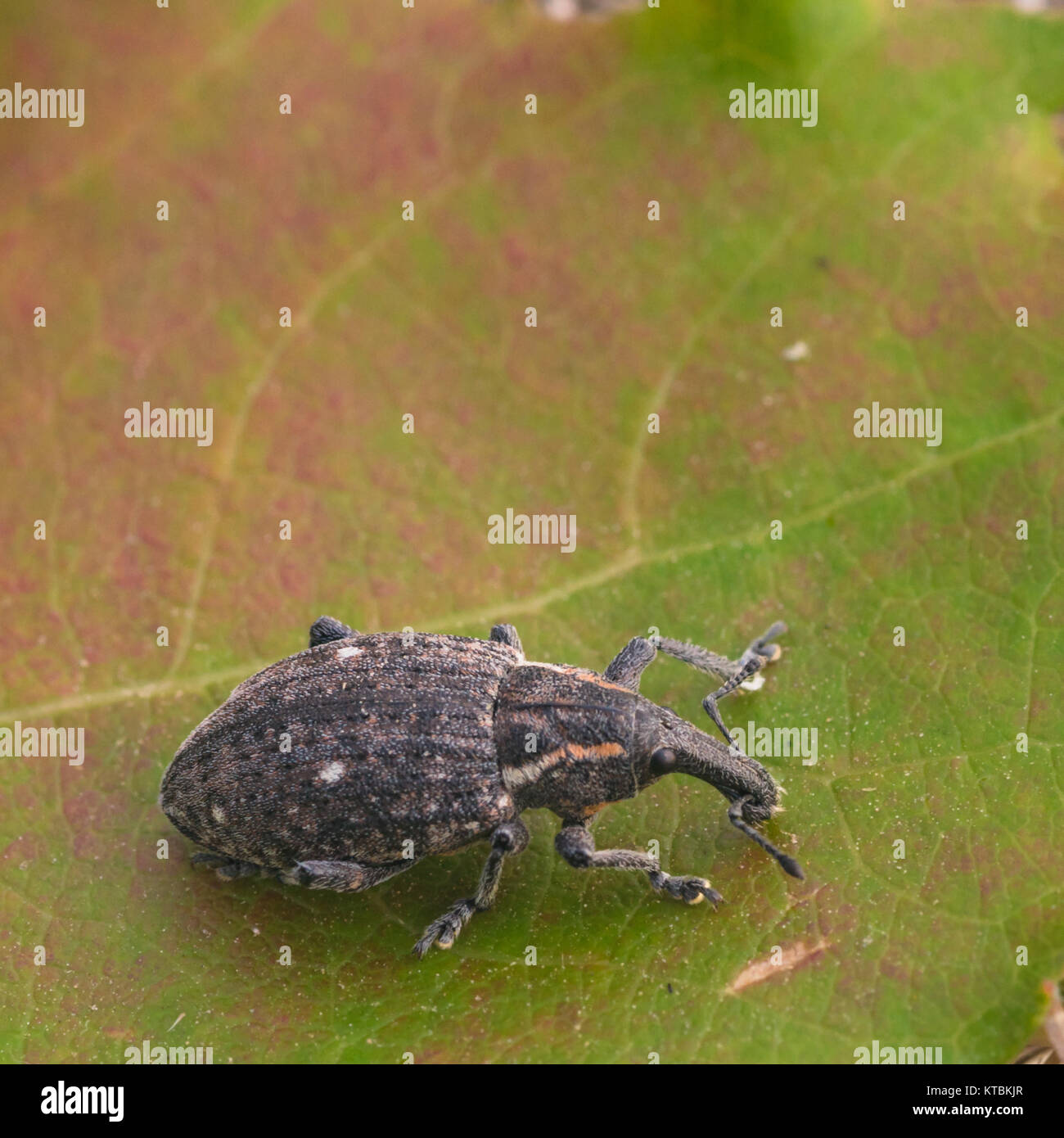 Snout beetle hi-res stock photography and images - Alamy