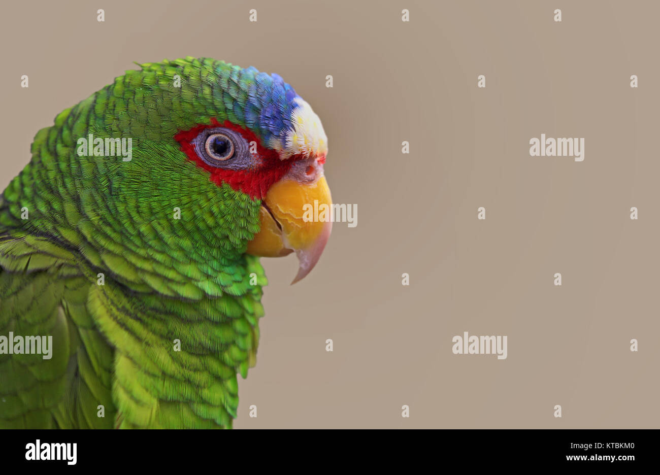 white-fronted amazon amazona albifrons Stock Photo - Alamy
