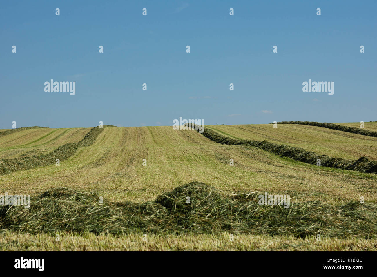Spur wiese hi-res stock photography and images - Alamy