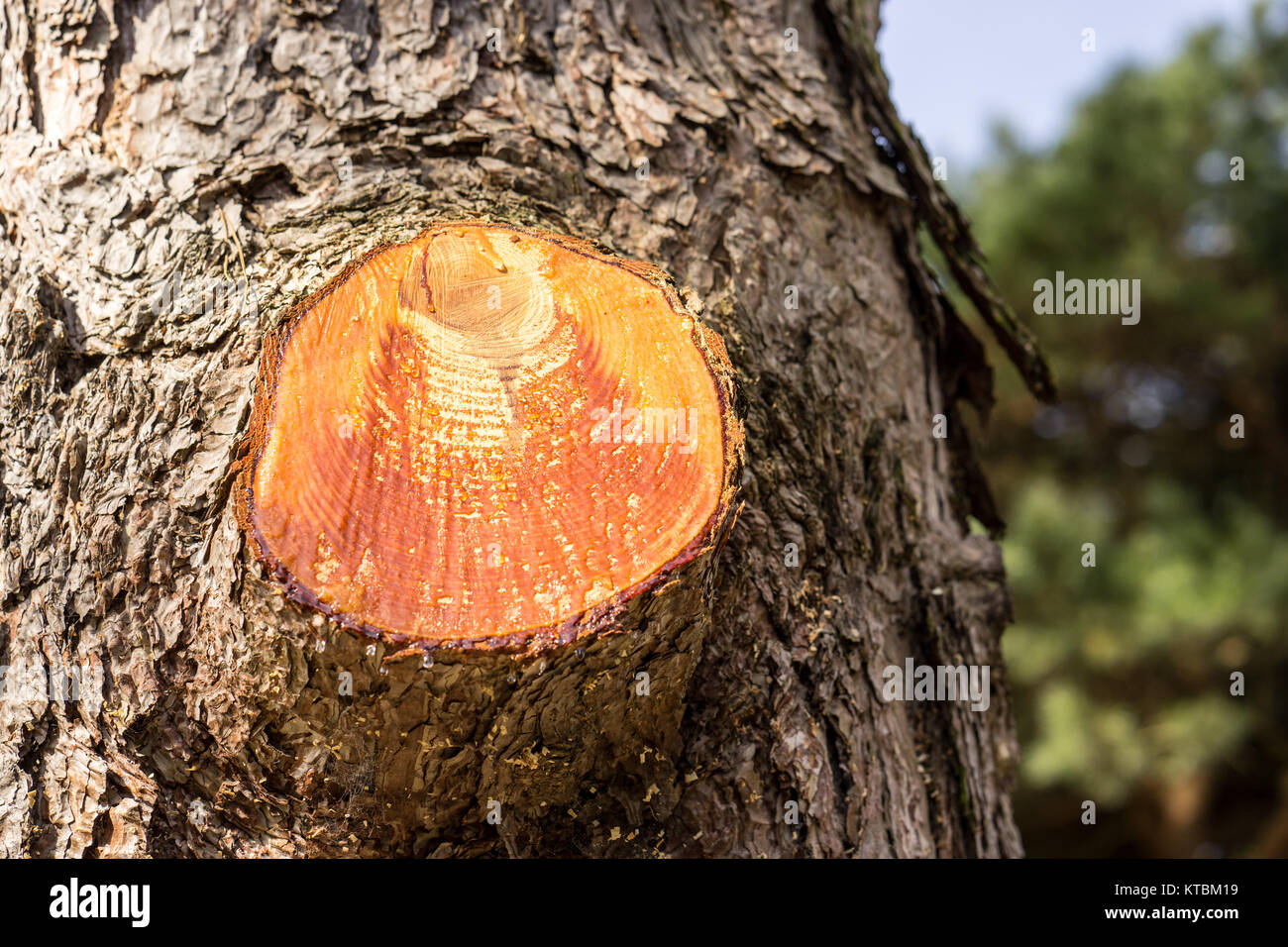 closeup of cut branch on a tree. The cut is open and gives a look to ...