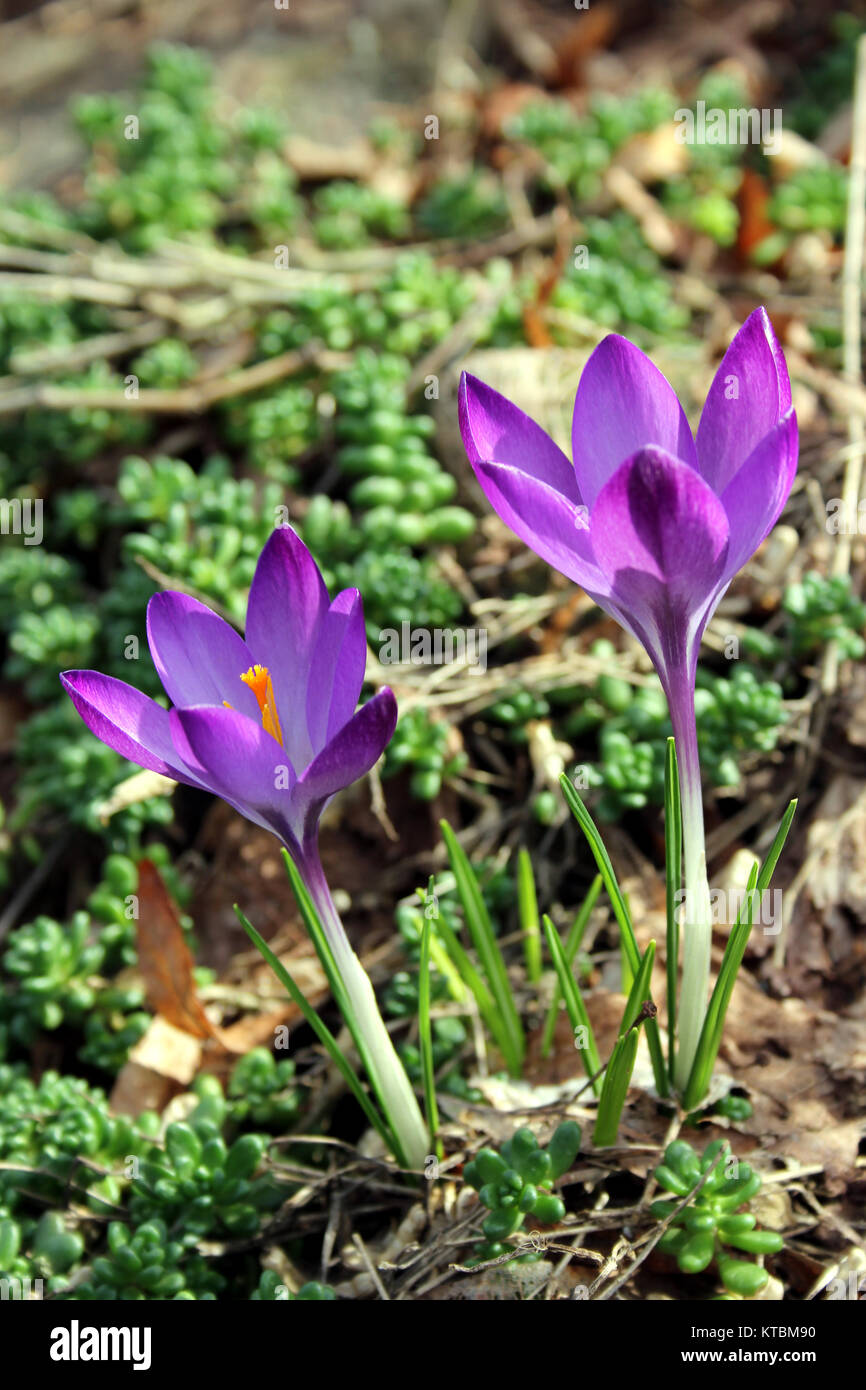 purple crocuses in a flower bed Stock Photo - Alamy