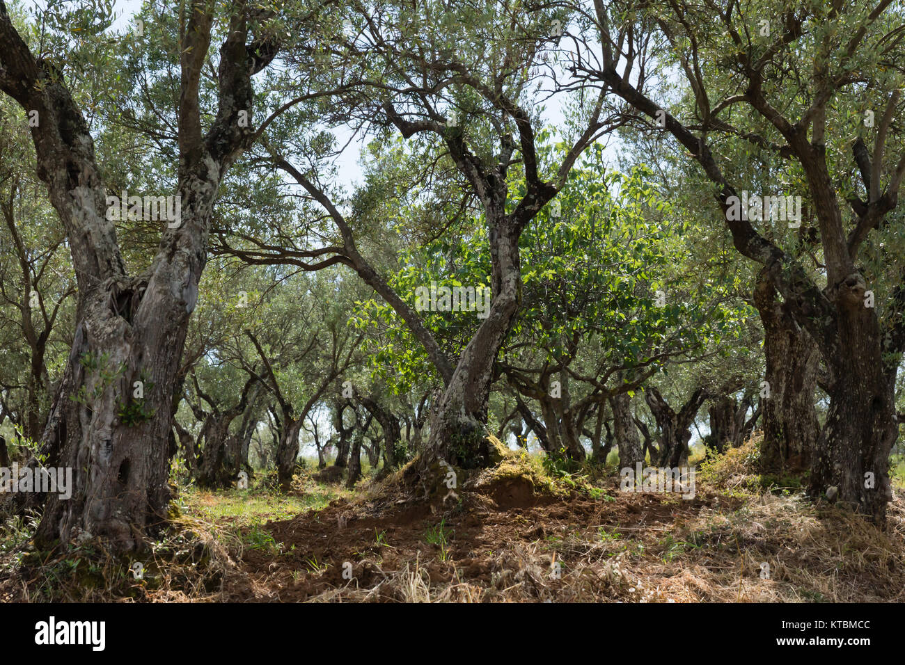 Olive tree calabria italy hi-res stock photography and images - Alamy