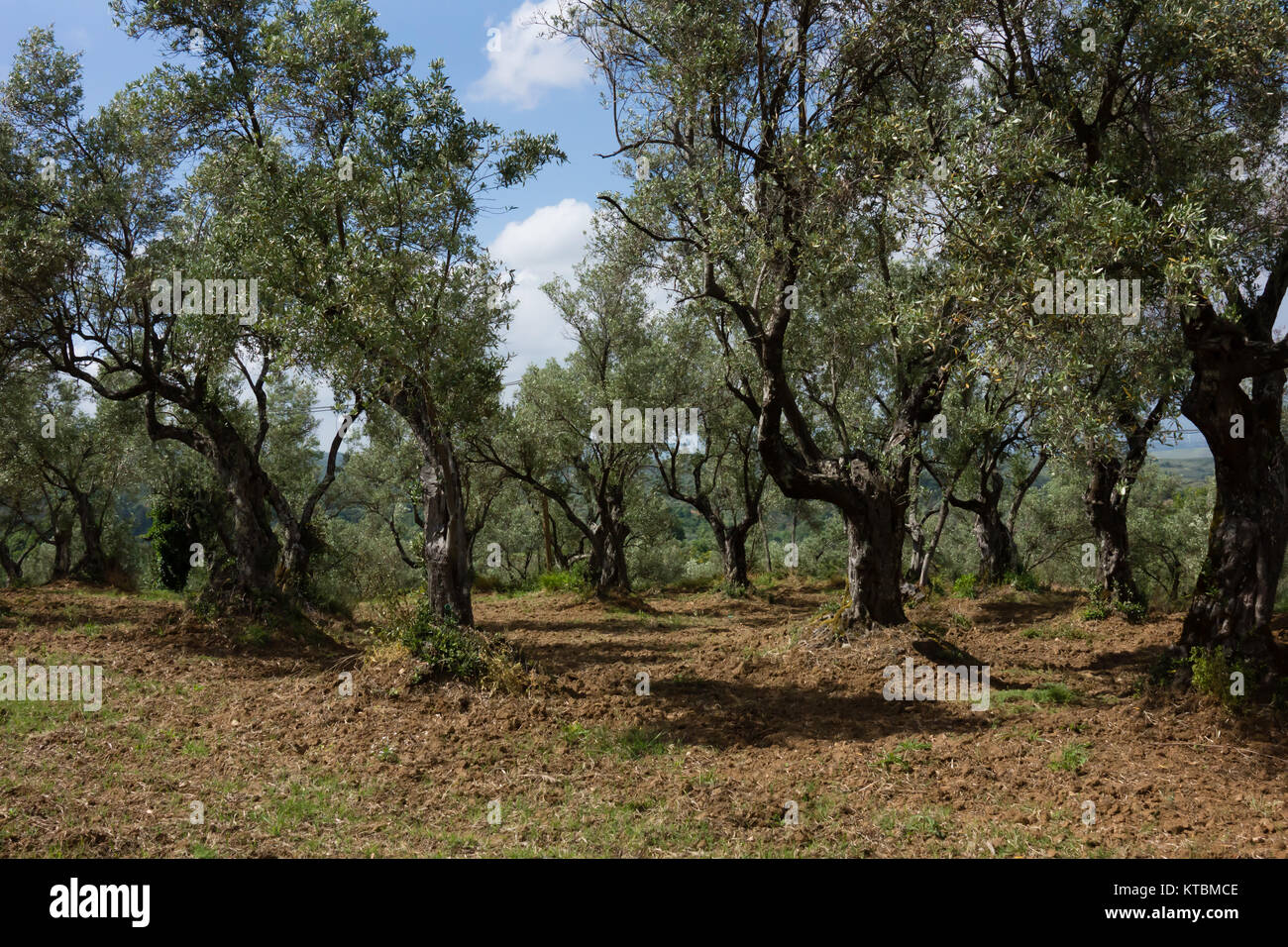 Olive tree calabria italy hi-res stock photography and images - Alamy