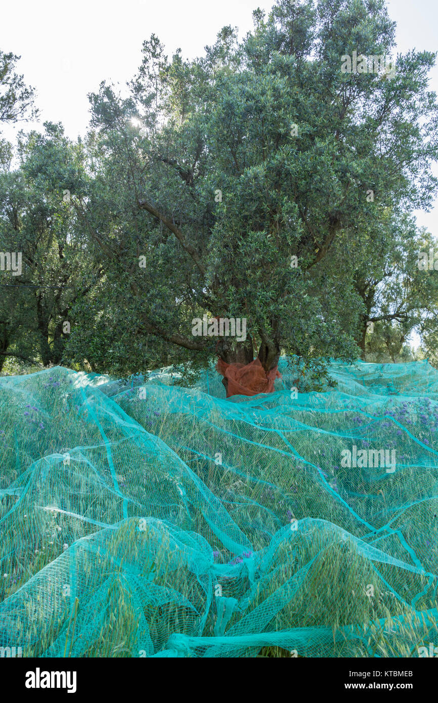 Cultivation of olives hi-res stock photography and images - Alamy