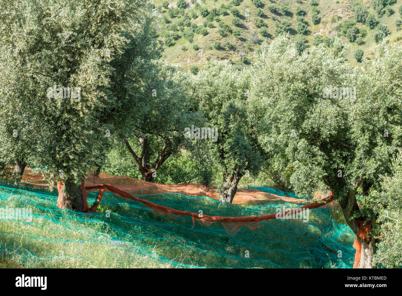 European mediterranean olive tree ocean hi-res stock photography and ...
