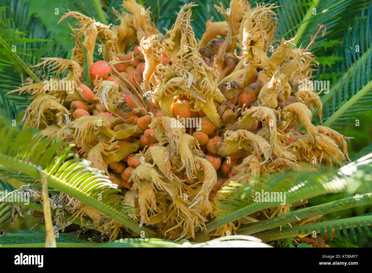 Flowering palm hi-res stock photography and images - Alamy