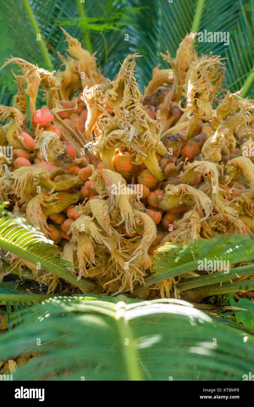 Flowering palm hi-res stock photography and images - Alamy