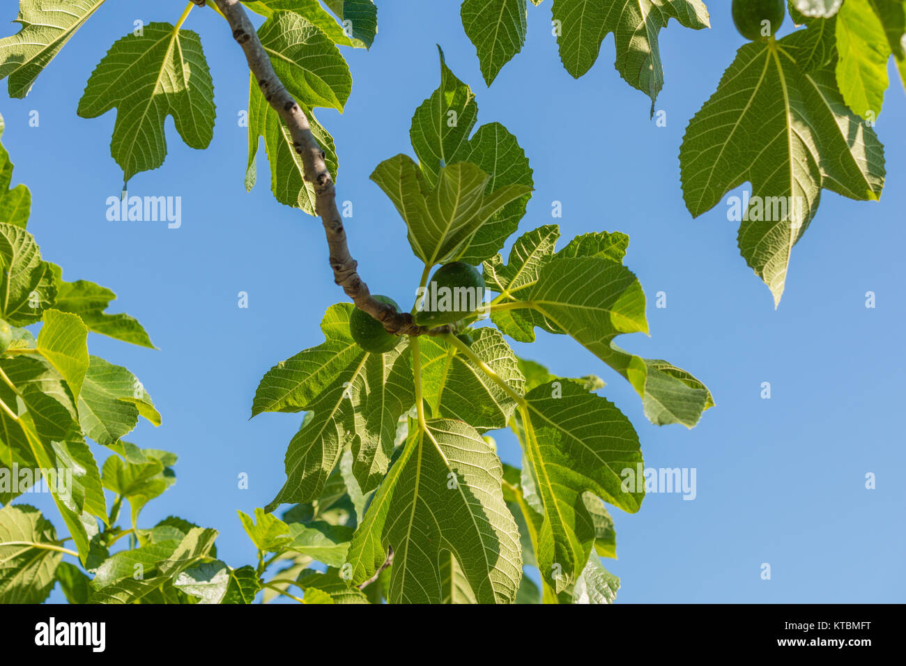 Celestial fig hi-res stock photography and images - Alamy