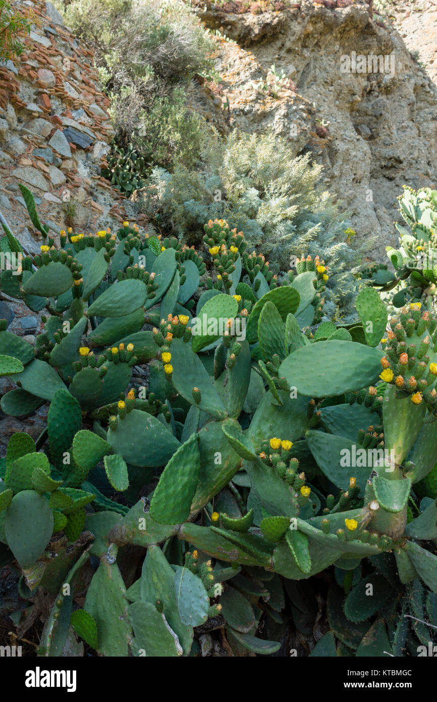 flowering fig cactus Stock Photo - Alamy