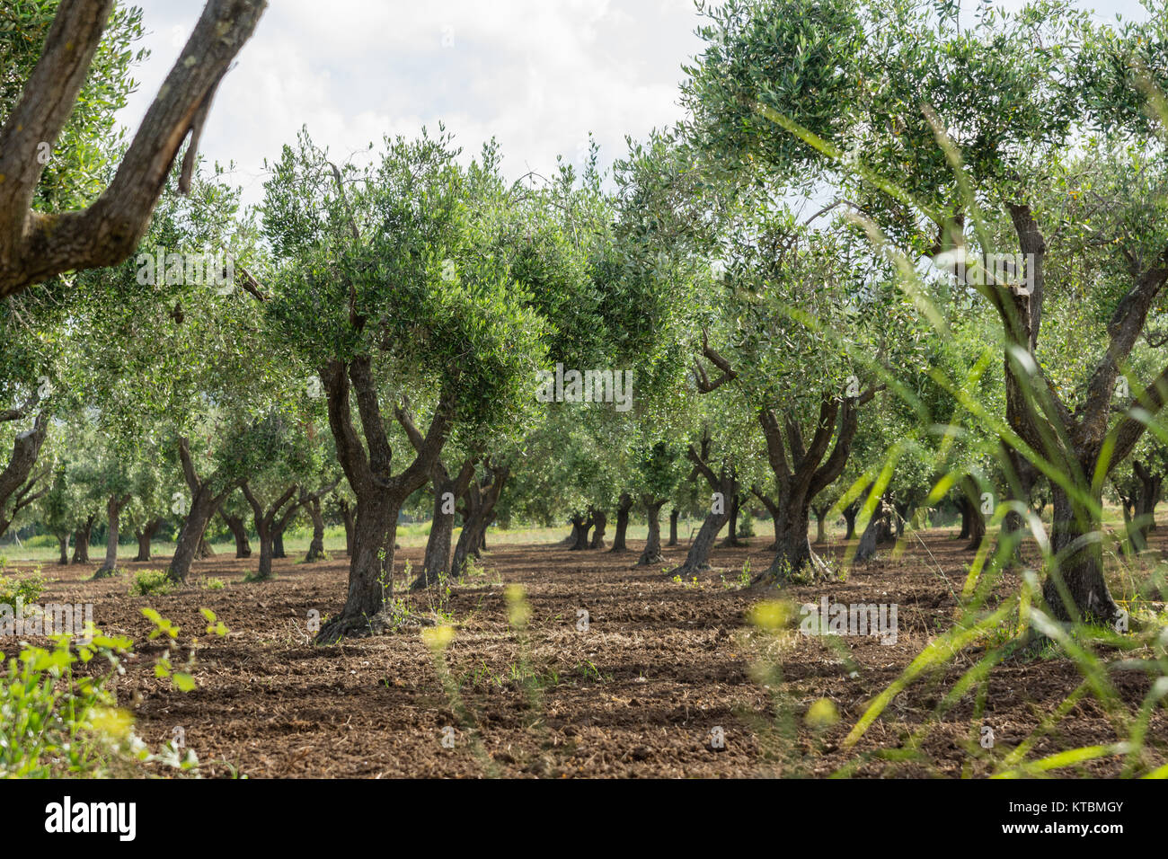 Cultivation Of Olives High Resolution Stock Photography and Images - Alamy