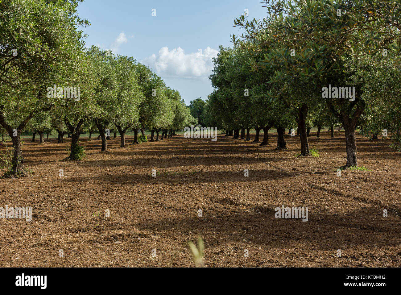 Cultivation of olives hi-res stock photography and images - Alamy