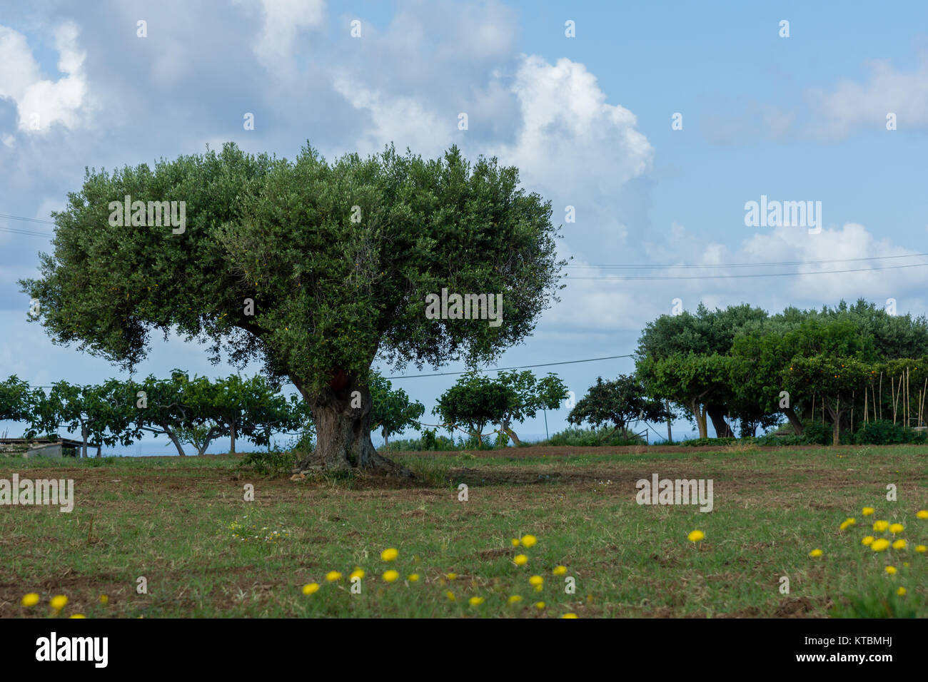 Olive tree calabria italy hi-res stock photography and images - Alamy