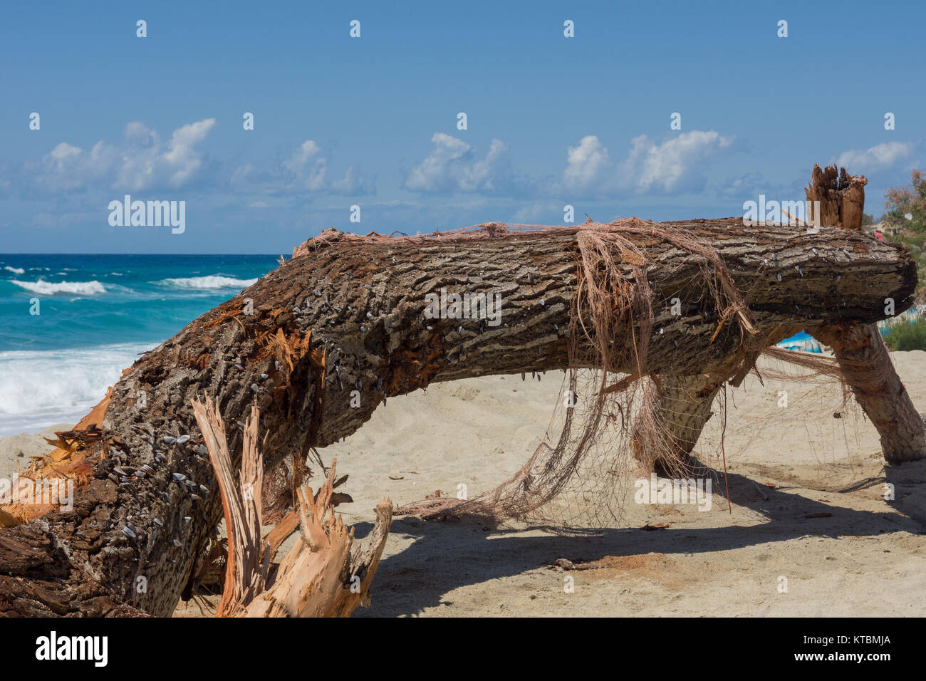 driftwood on the beach Stock Photo - Alamy