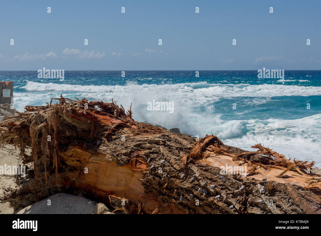 driftwood on the beach Stock Photo - Alamy
