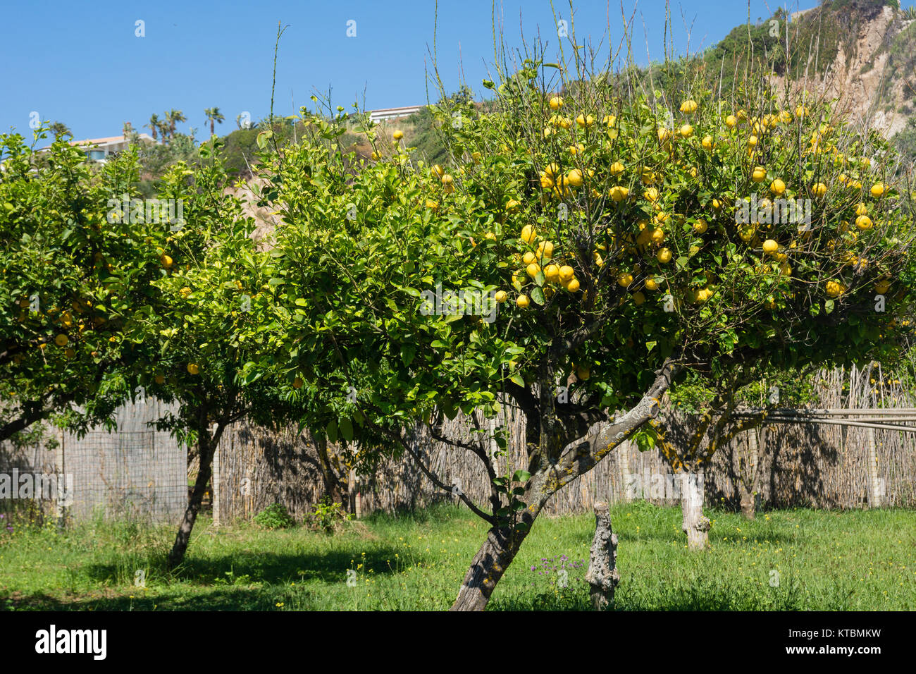 Lemon farming hi-res stock photography and images - Alamy