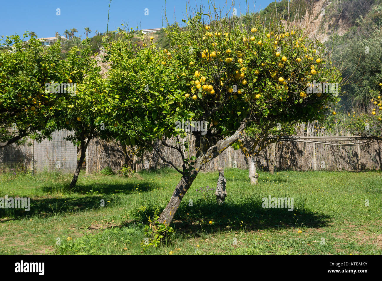 Lemon farming hi-res stock photography and images - Alamy