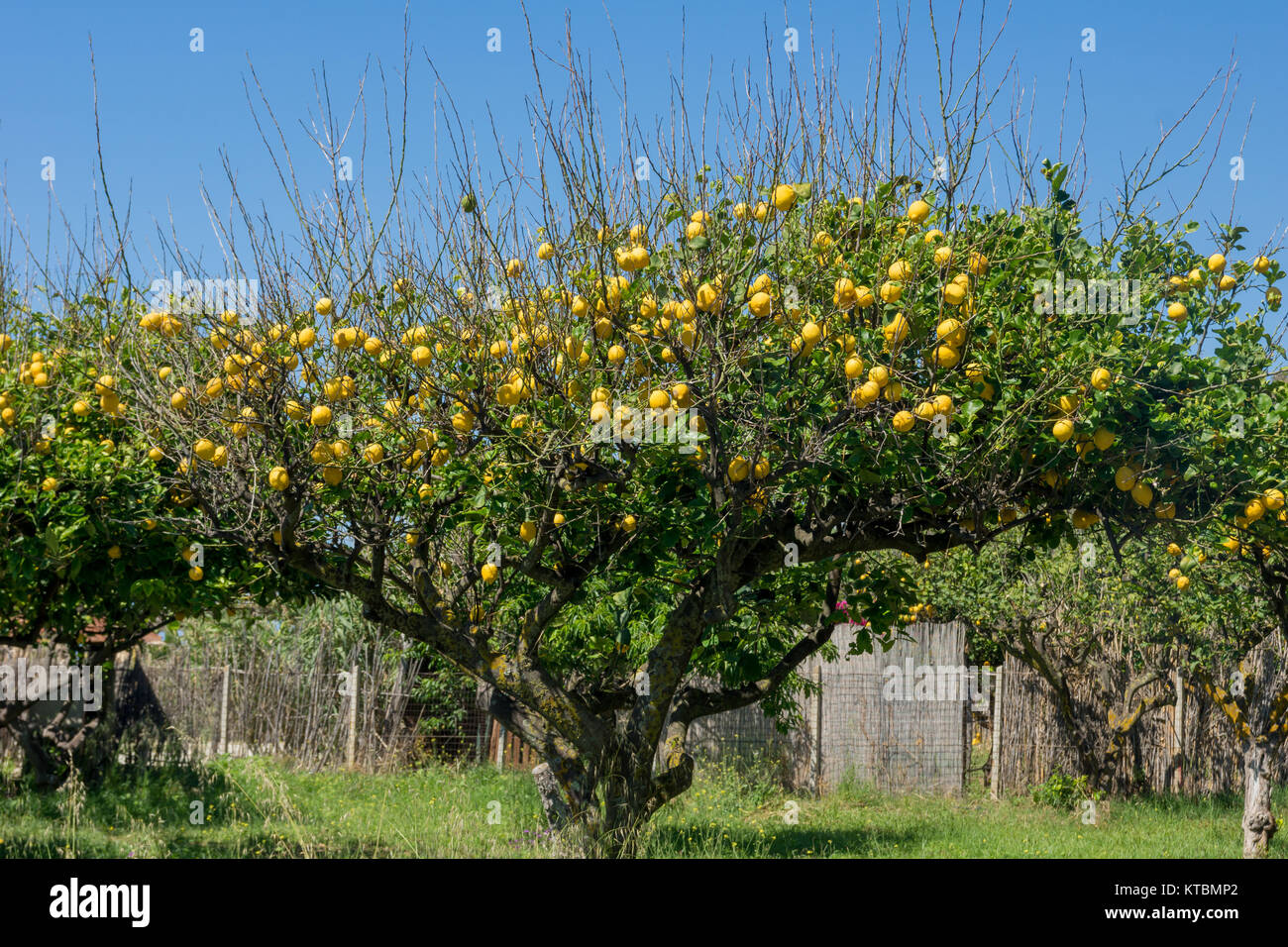 Lemon farming hi-res stock photography and images - Alamy